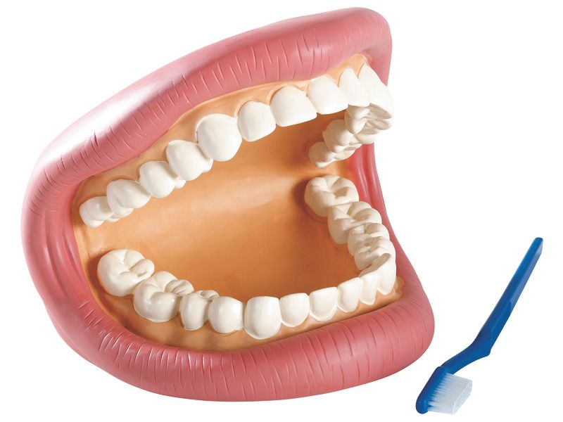 MÂCHOIRE ARTICULÉE